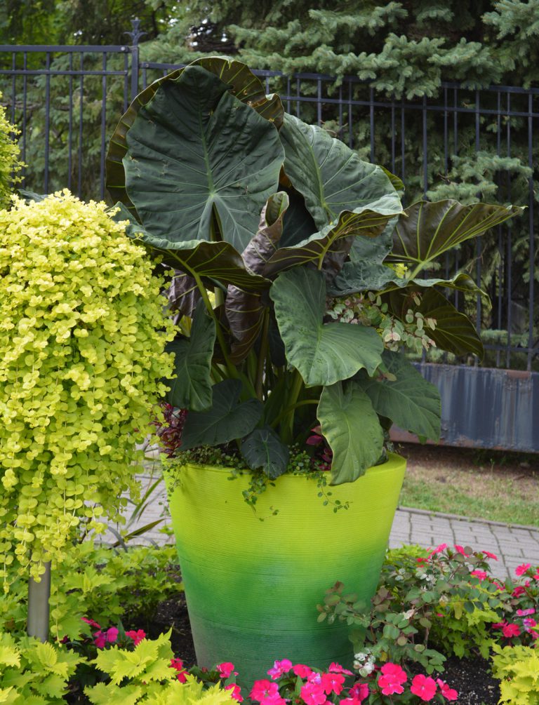 Alocasia 'Regal Shields' - Deco-Style